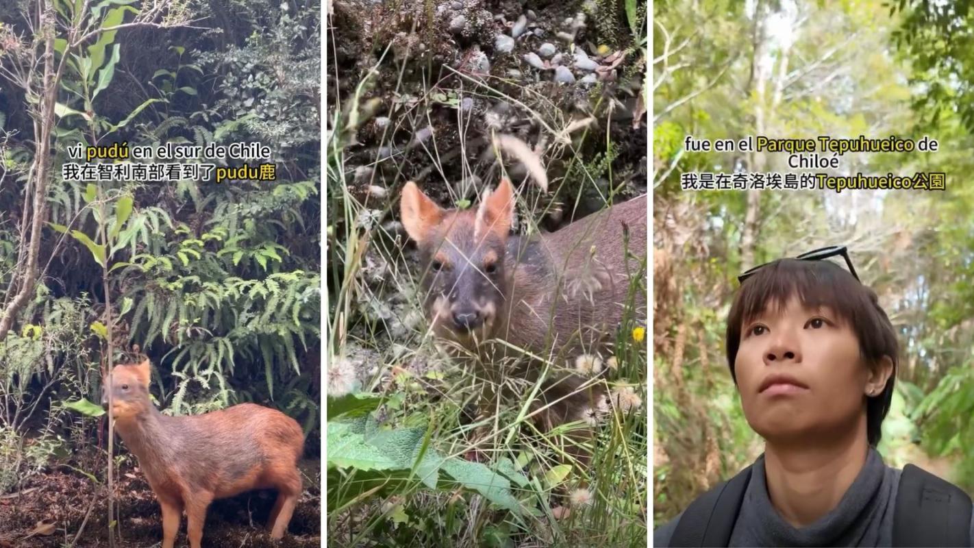 Turista china es viral al ver a un pudú en Chiloé